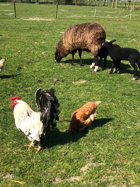 Jacob van Dijk - Onder Ons